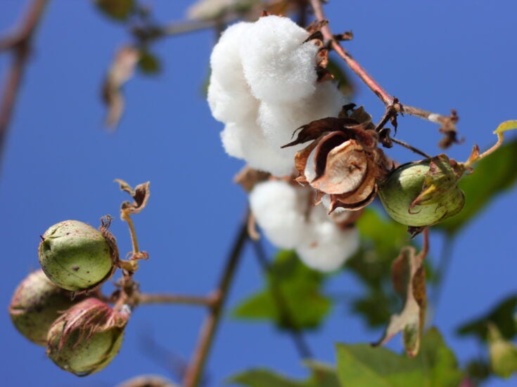 Primark in major expansion of Sustainable Cotton Programme - Just Style